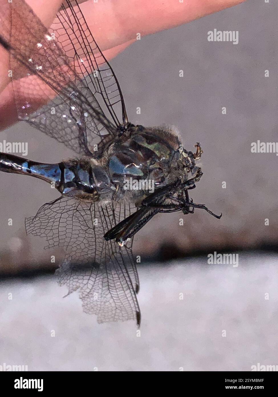 Lake Darner (Aeshna eremita), Insecta, Erik Nielsen Whitehorse ...