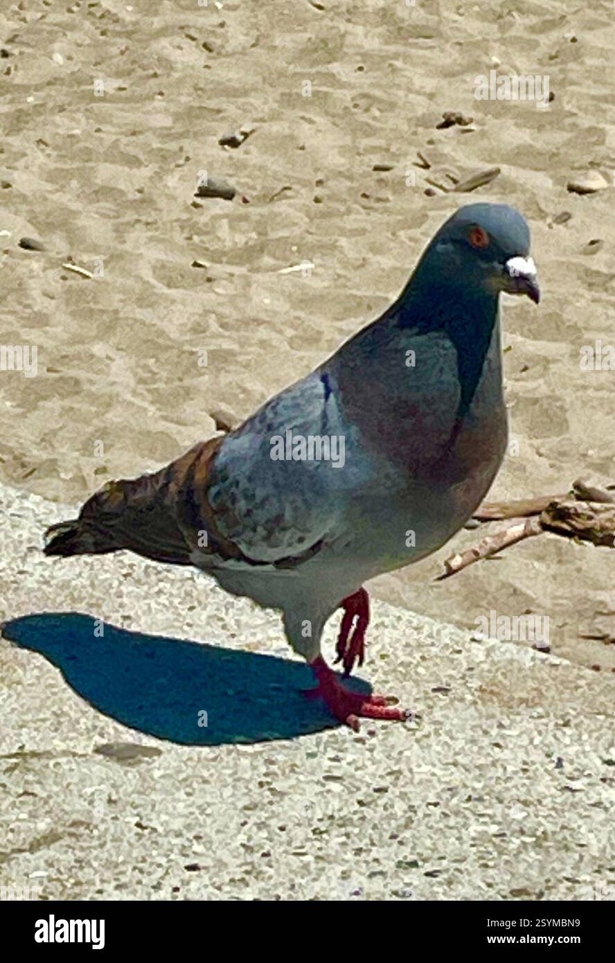 Feral Pigeon (Columba livia domestica), Aves, Esplanade, Capitola, CA ...