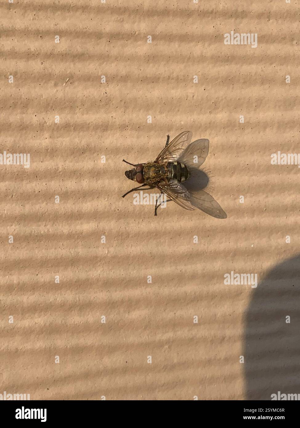 Cluster Flies (Pollenia), Insecta, Kroger Field, Lexington, KY, US ...