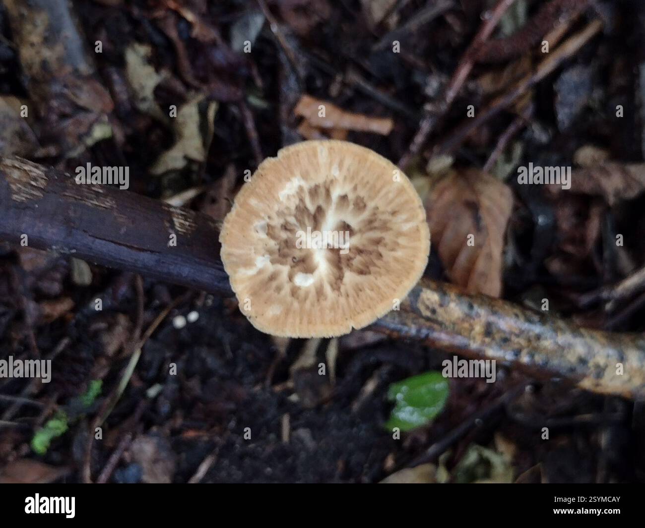 tuberous polypore (Polyporus tuberaster), Fungi, Powiat iławski, Polska ...