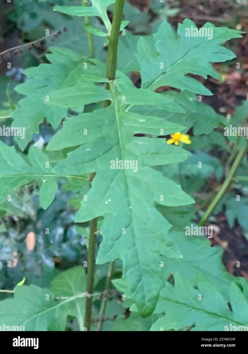 Cut-Leaved Ragwort (Senecio eremophilus), Plantae, River Valley Mayfair ...