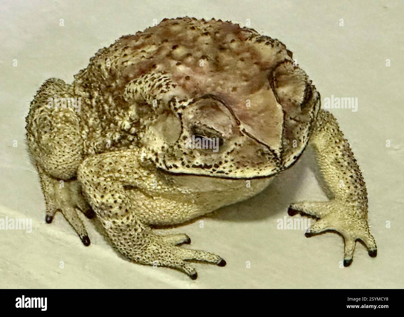 Asian Common Toad (Duttaphrynus melanostictus), Amphibia, Cejlon, North ...