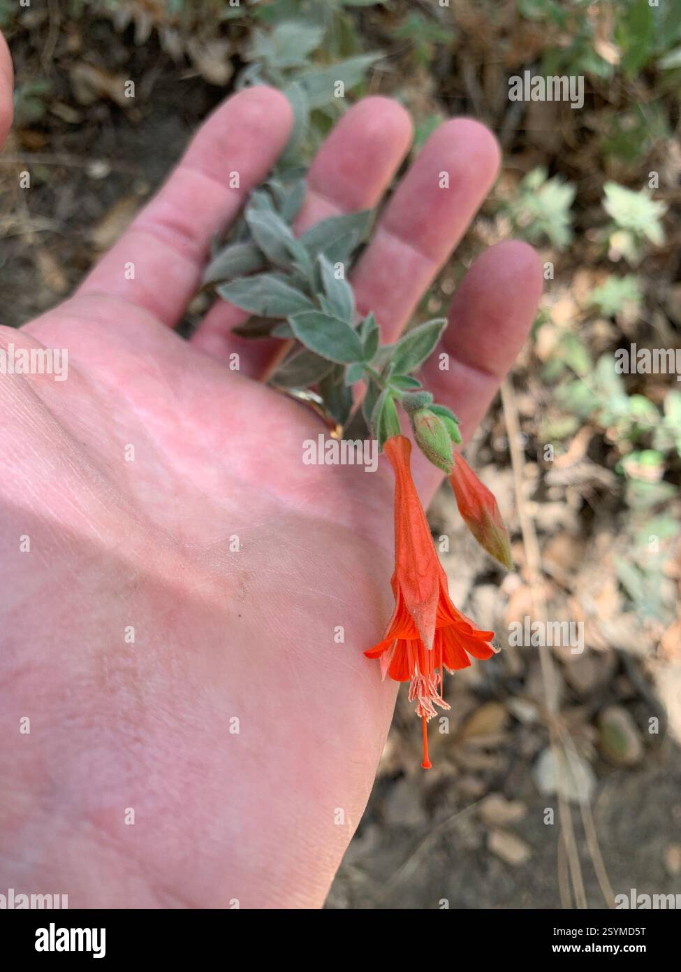 California fuchsia (Epilobium canum), Plantae, Dry Creek Pioneer ...