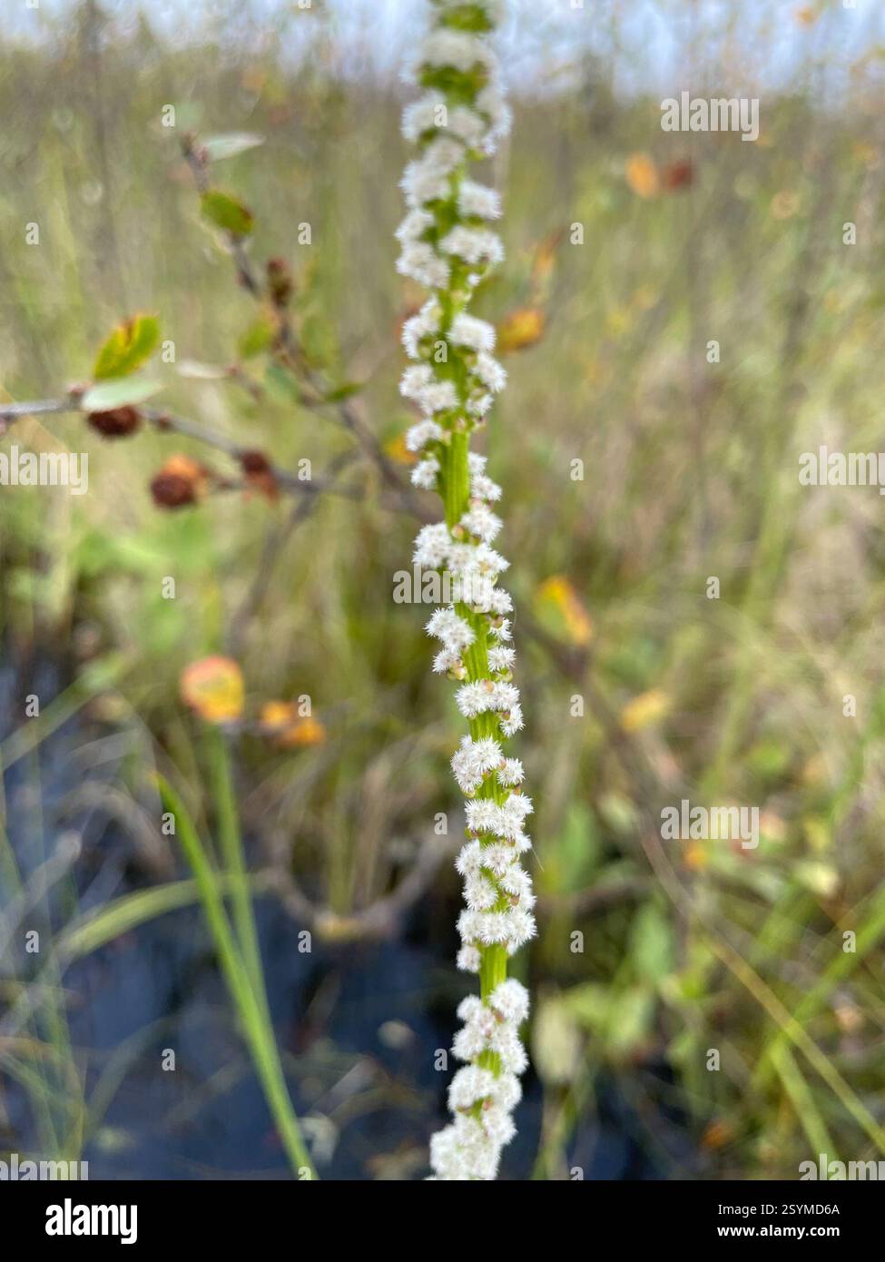 common arrowgrass (Triglochin maritima), Plantae, Lesser Slave River No ...
