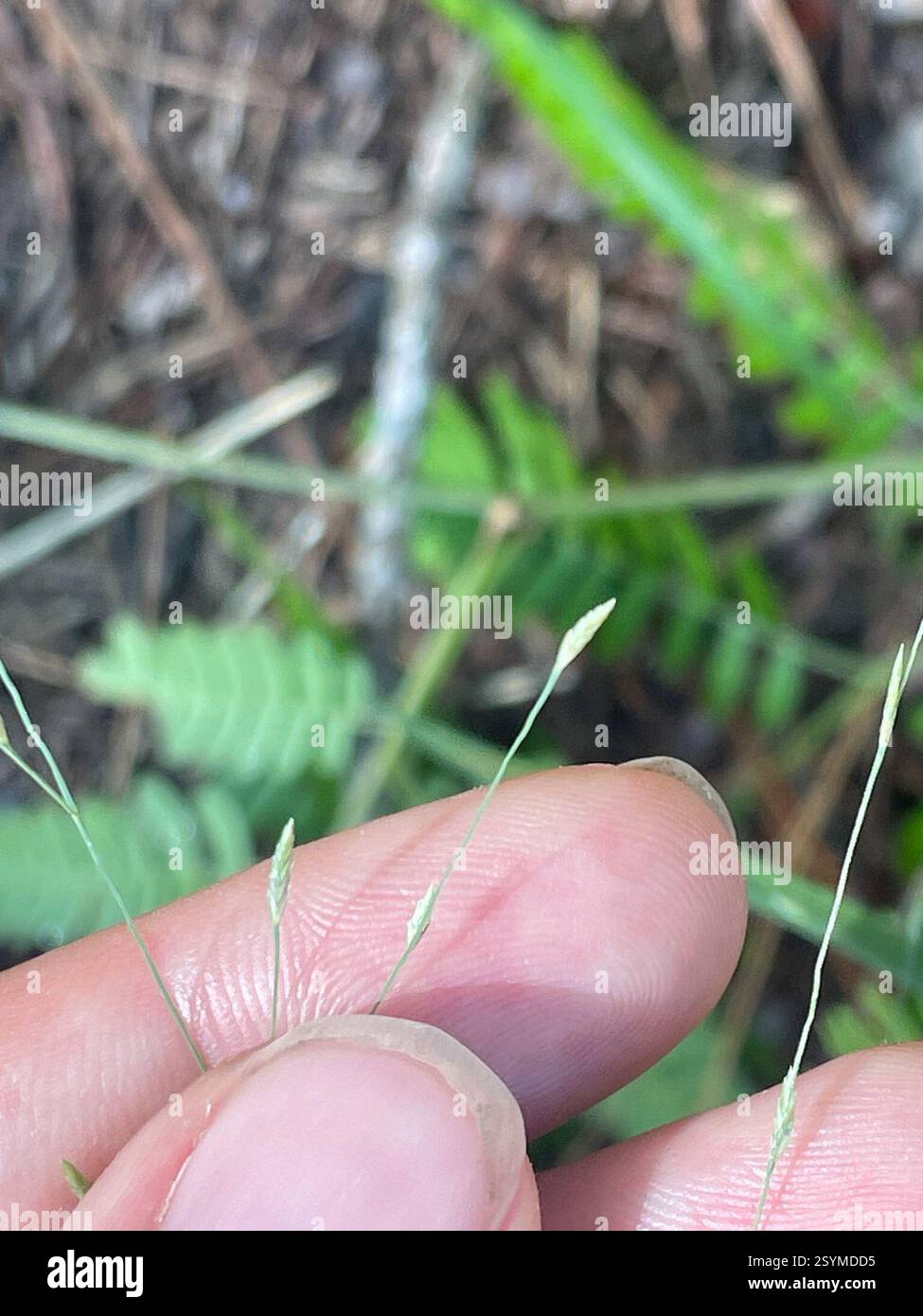 Elliott's lovegrass (Eragrostis elliottii), Plantae, Southern Pines, NC ...