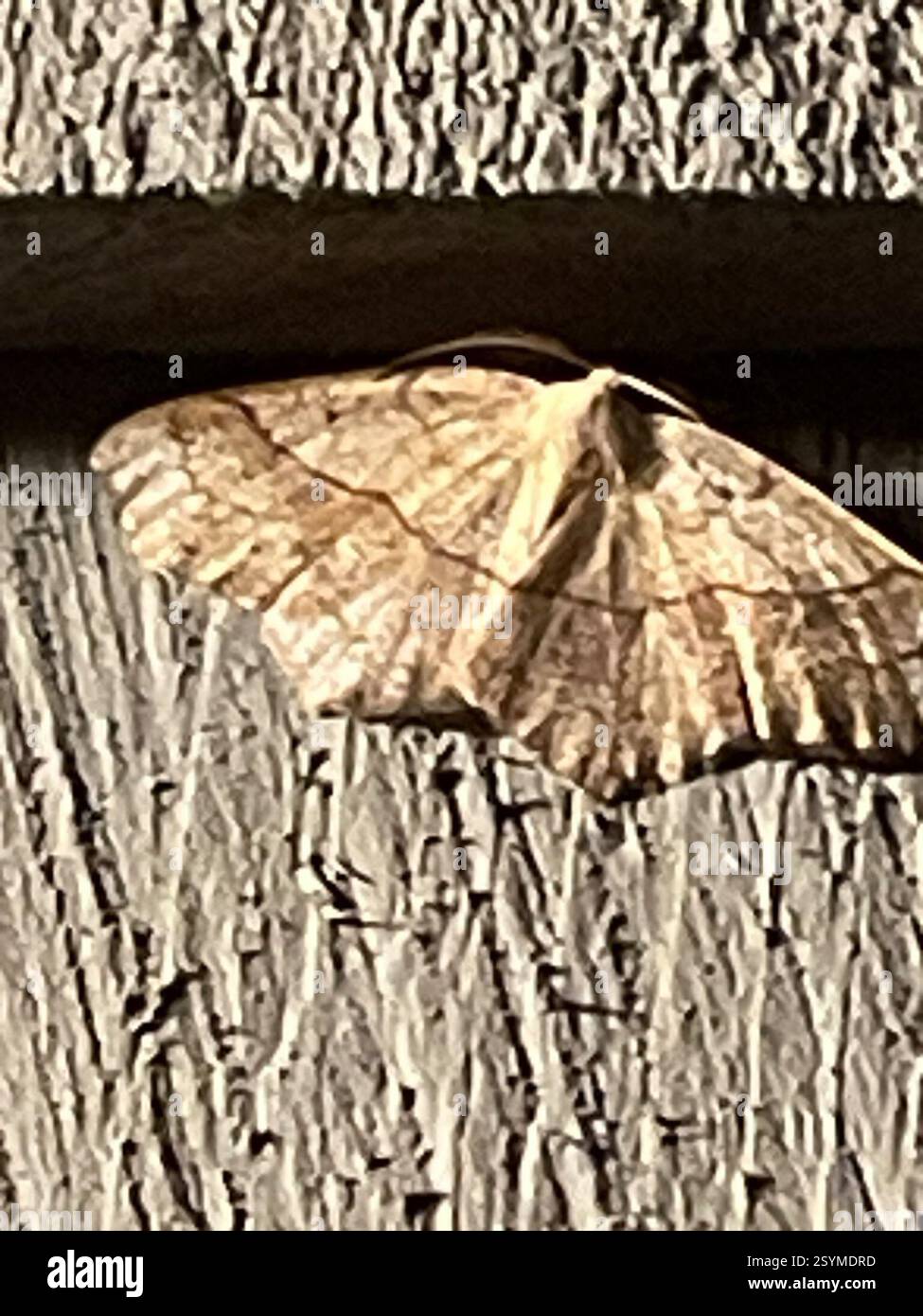 Oak Besma Moth (Besma quercivoraria), Insecta, Westport Island ...