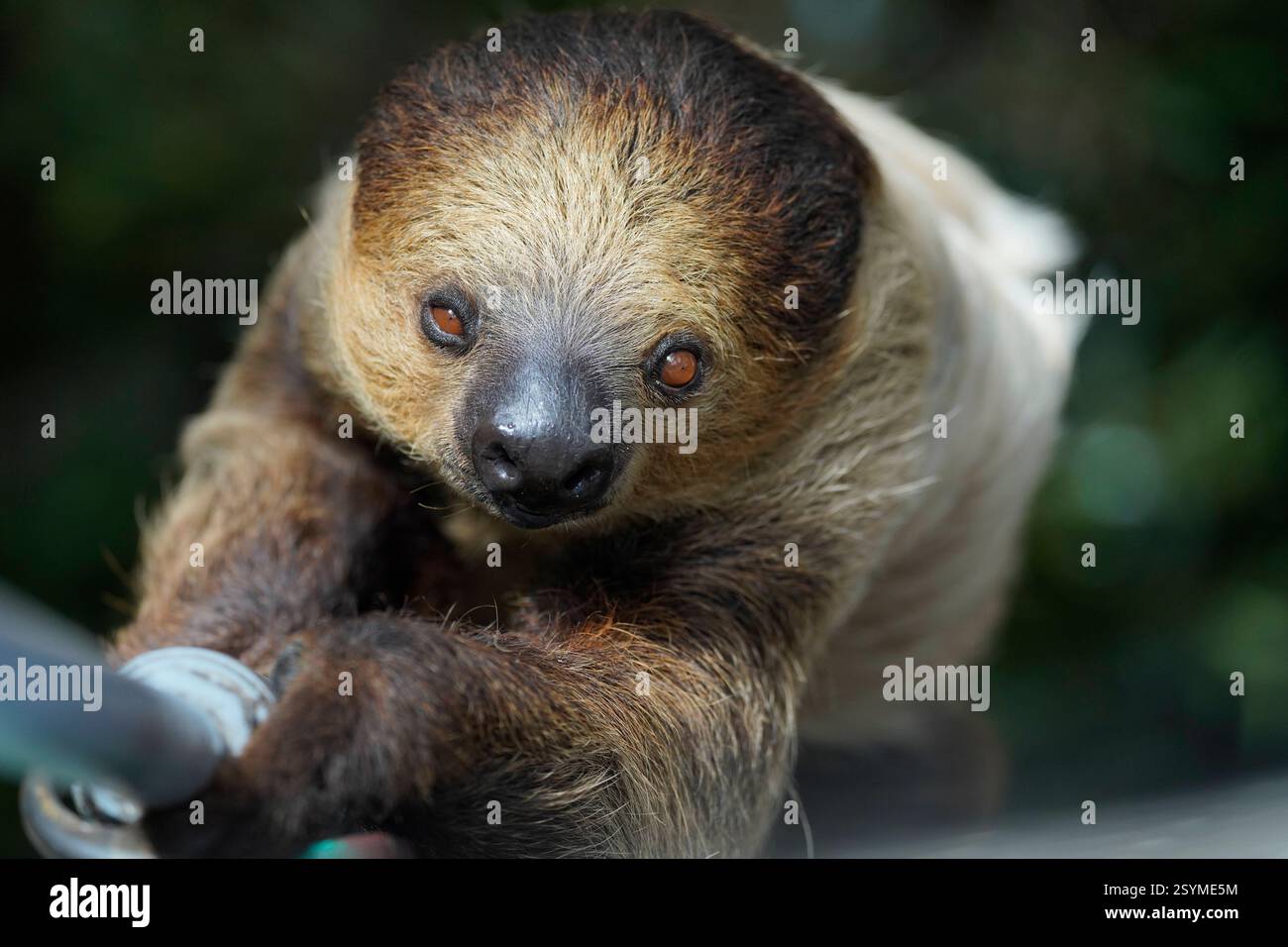 A Linnaeus' two-toed sloth climbs down a pole at The Green Planet ...