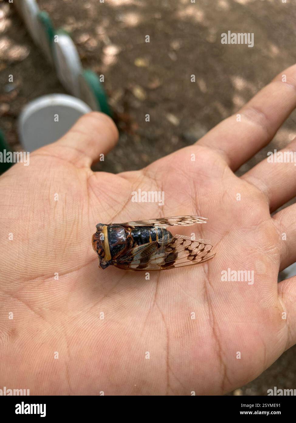 Orangewing Cicadas (Platypleura), Insecta, Dolvan, Tapi, GJ, IN Stock ...
