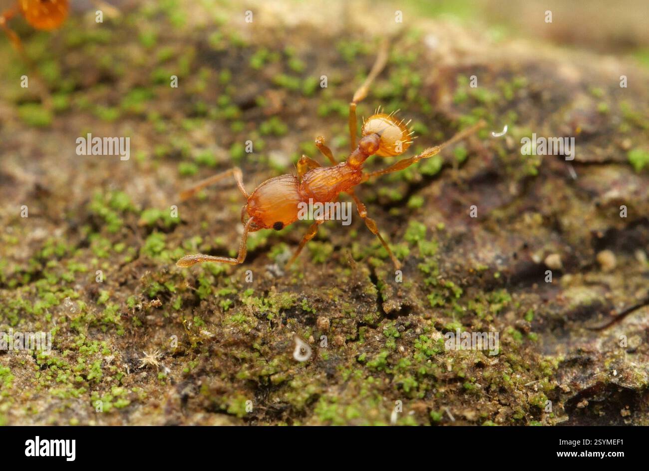 Little Fire Ant (Wasmannia auropunctata), Insecta, Madang District, Papua-Neuguinea Stock Photo ...