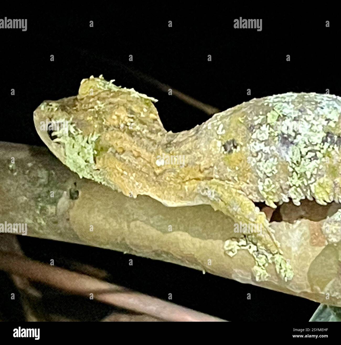 Mossy Leaf-tailed Gecko (Uroplatus sikorae), Reptilia, Madagascar ...