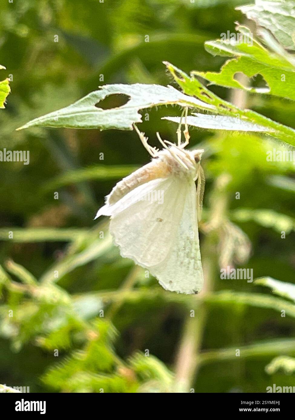 Ennomos subsignaria hi-res stock photography and images - Alamy
