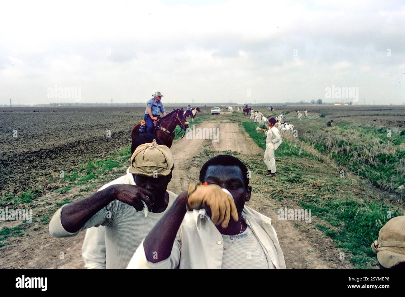 Prison laborers take a water break while working in the fields in 1974 ...