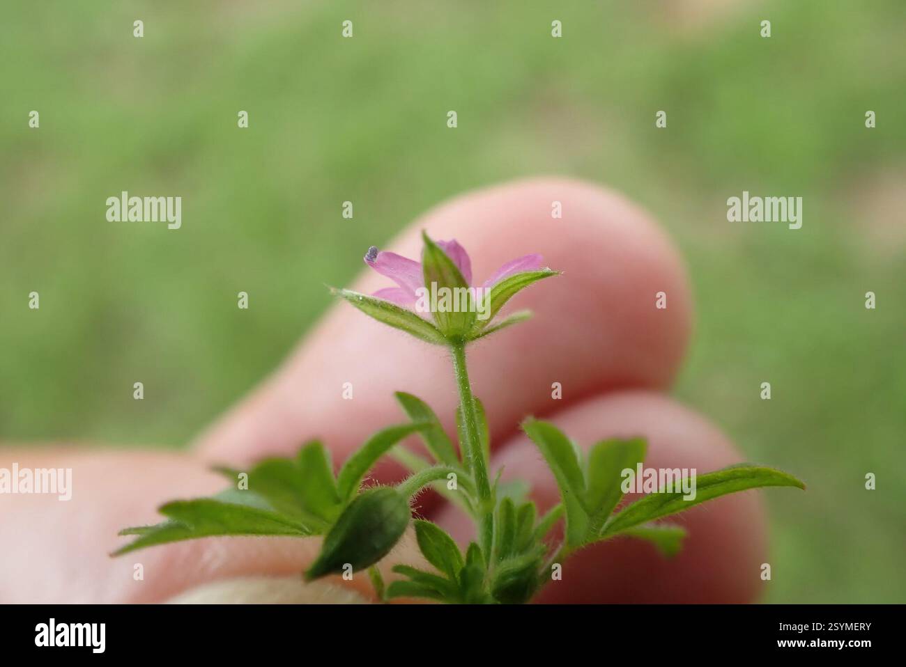 Cut-leaved crane's-bill (Geranium dissectum), Plantae, Cosham ...