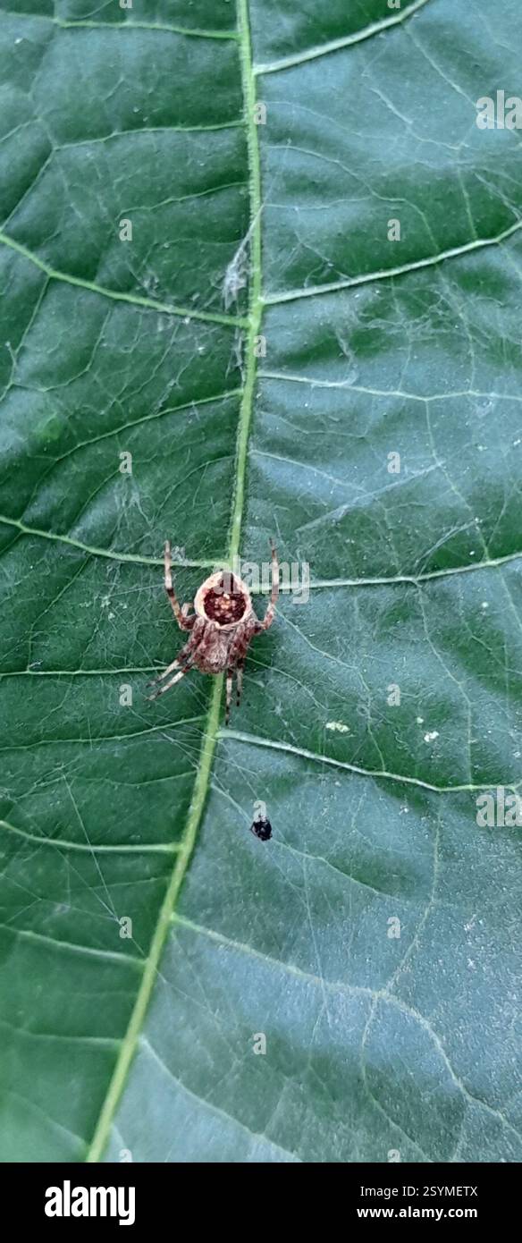 Spotted Orbweavers (Neoscona), Arachnida, Shamanna Complex, Fort ...