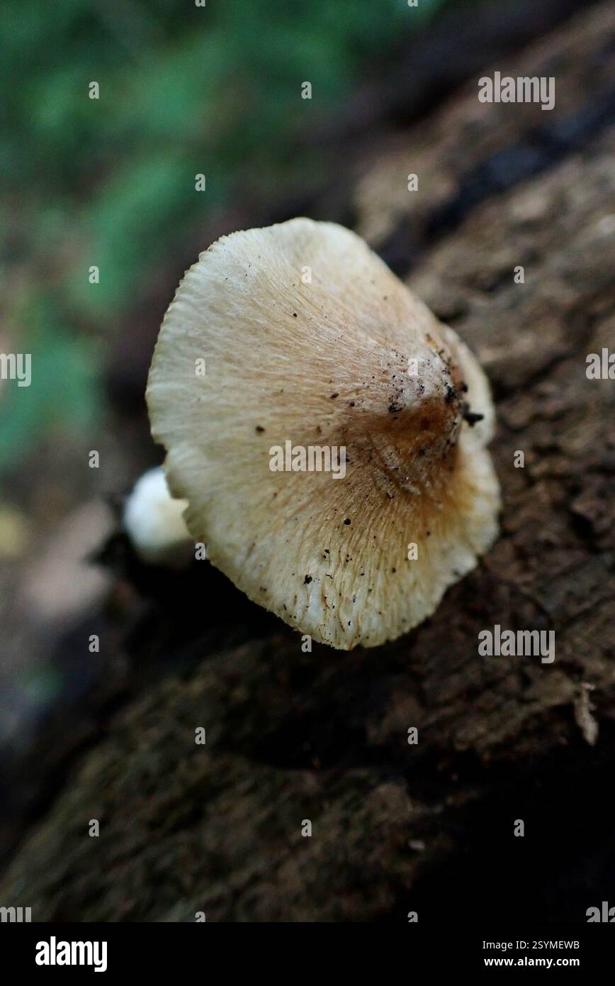 Ellipsoid spores hi-res stock photography and images - Alamy