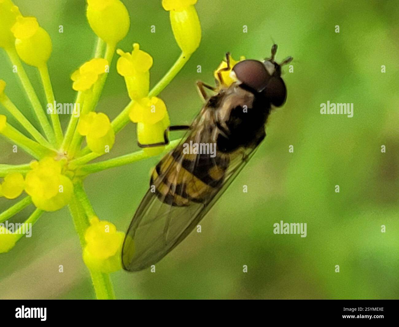 Xanthandrus comtus hi-res stock photography and images - Alamy