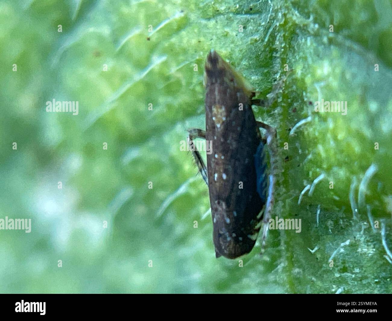 Typical Leafhoppers (Cicadellidae), Insecta, California, US, Raising ...
