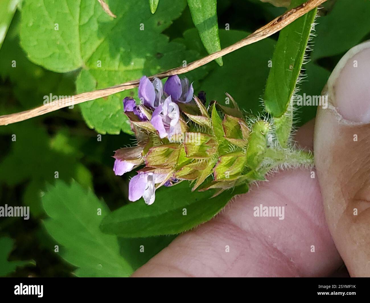 common selfheal (Prunella vulgaris), Plantae, Fergus County, MT, USA ...