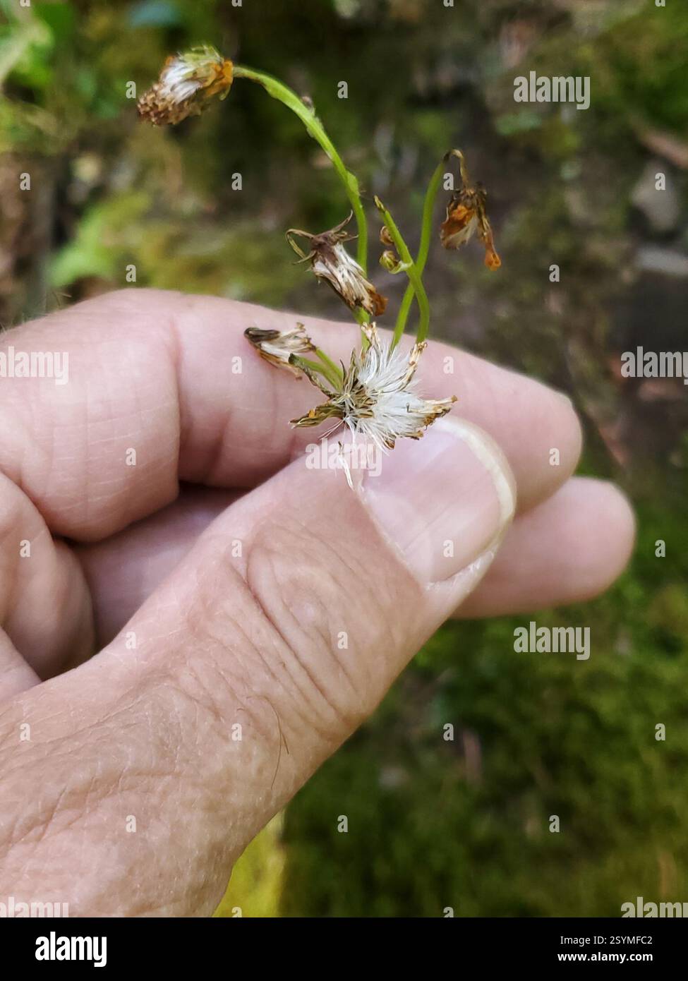 (Asteroideae), Plantae, Judith Basin County, MT, USA Stock Photo - Alamy