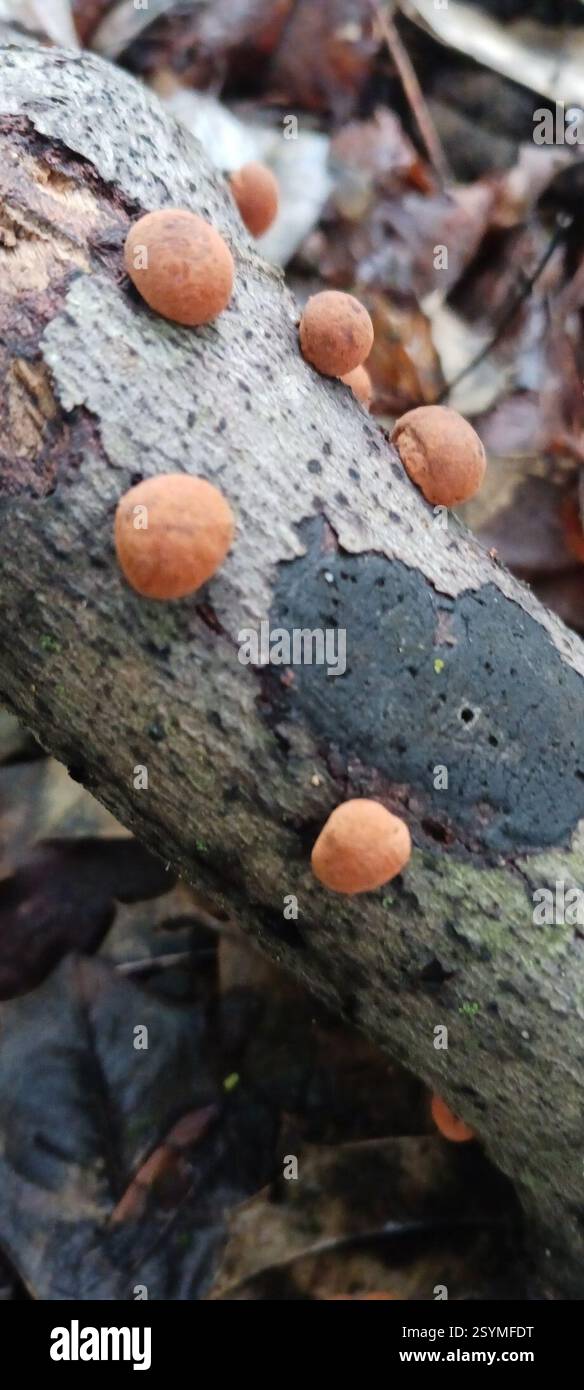 Hypoxylon howeanum hi-res stock photography and images - Alamy