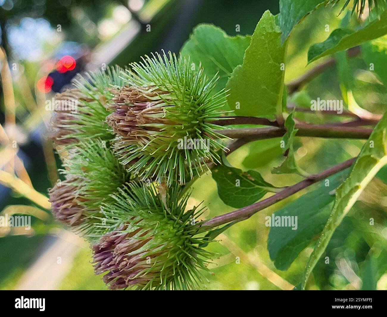 lesser burdock (Arctium minus), Plantae, Carol Stream, IL, USA, about 1 ...