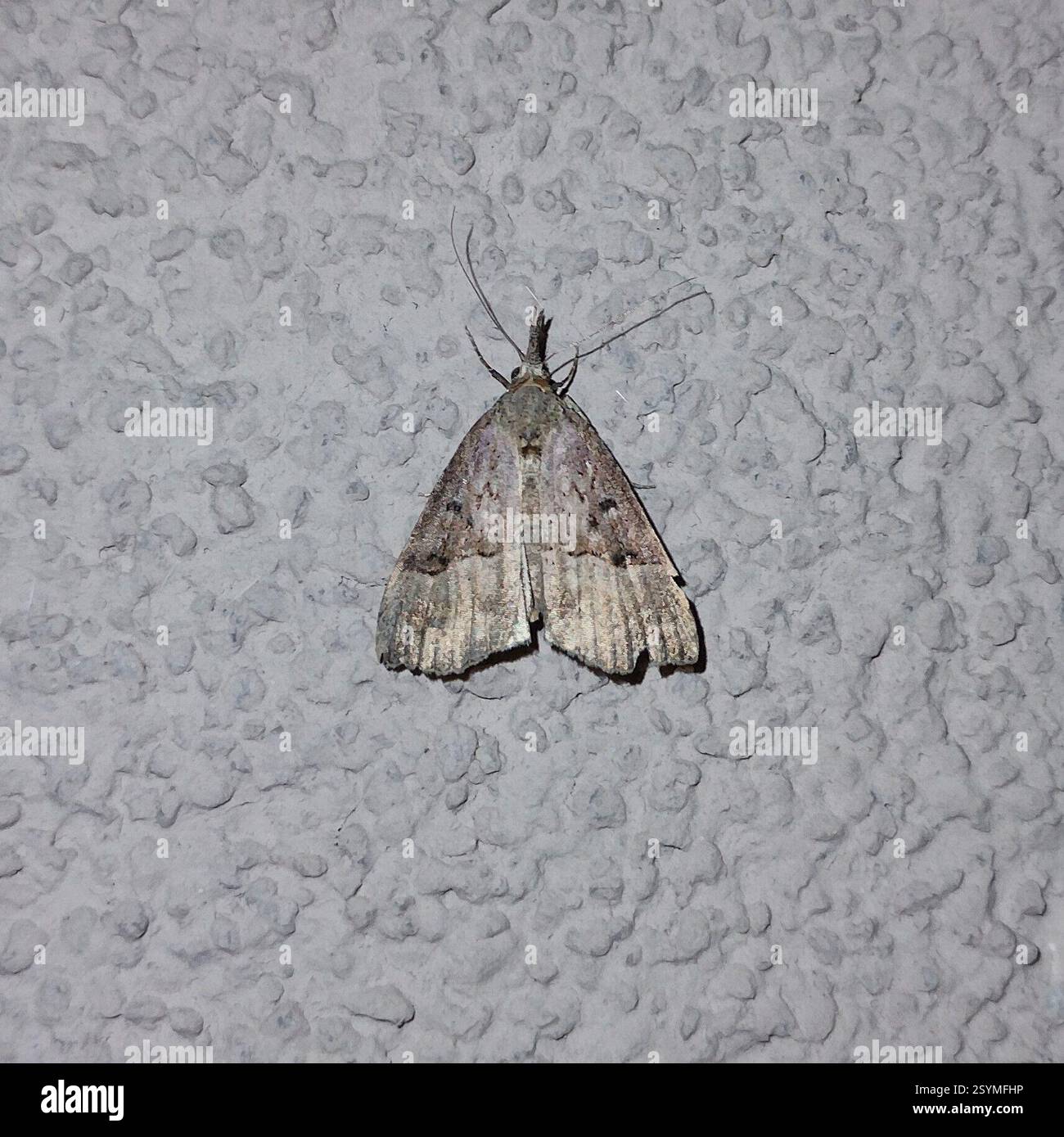 Buttoned Snout (Hypena rostralis), Insecta, Kosanin dol, Pancharevo ...
