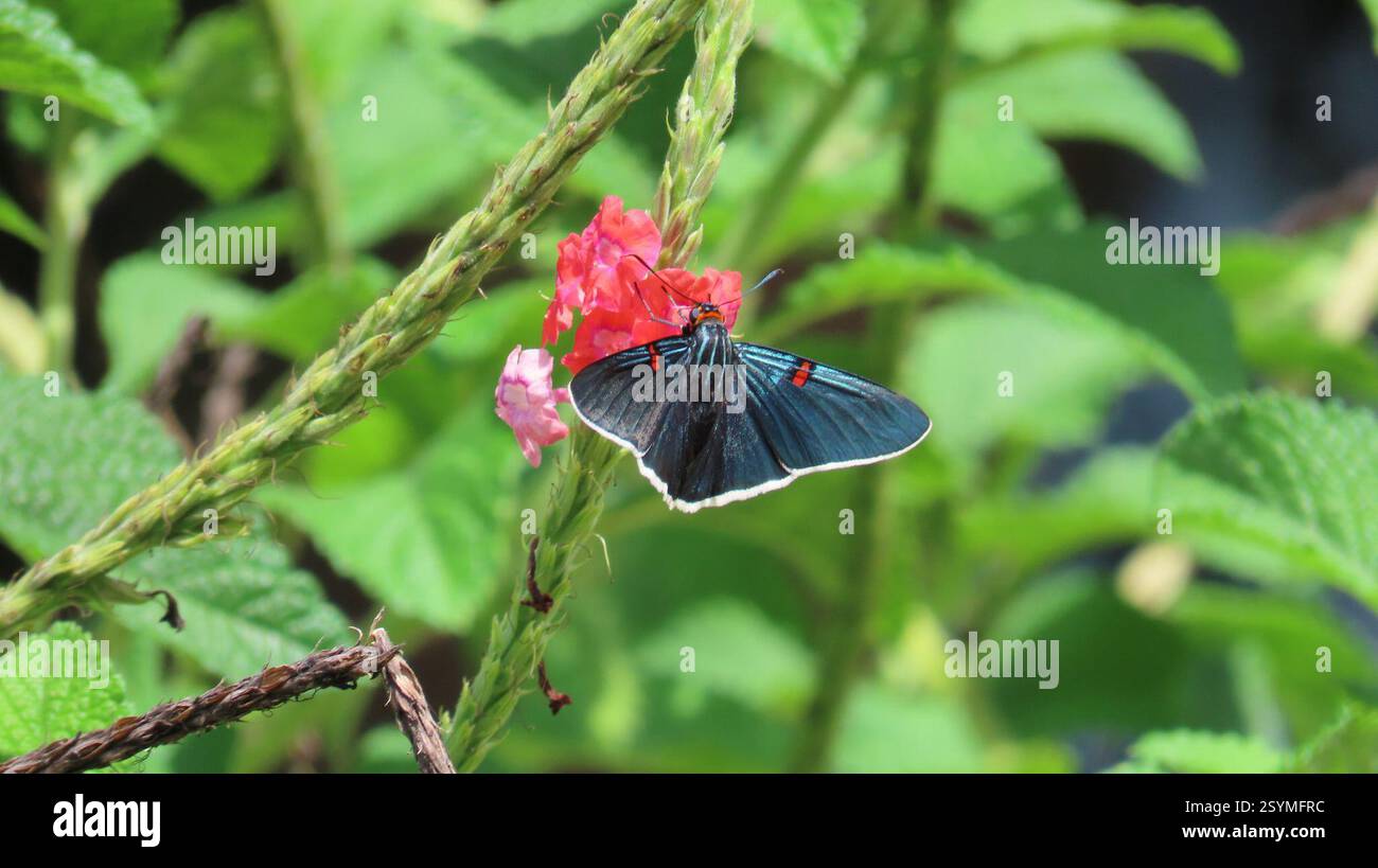 Guava Skipper (Phocides lilea), Insecta, El Zamorano, Honduras Stock ...