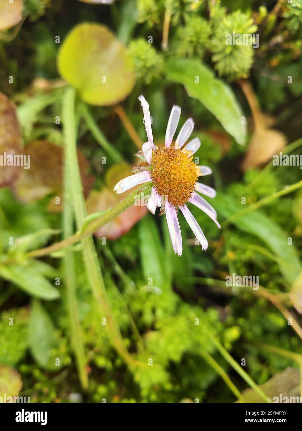 Wandering daisy (Erigeron peregrinus), Plantae, Juneau, AK, USA Stock ...