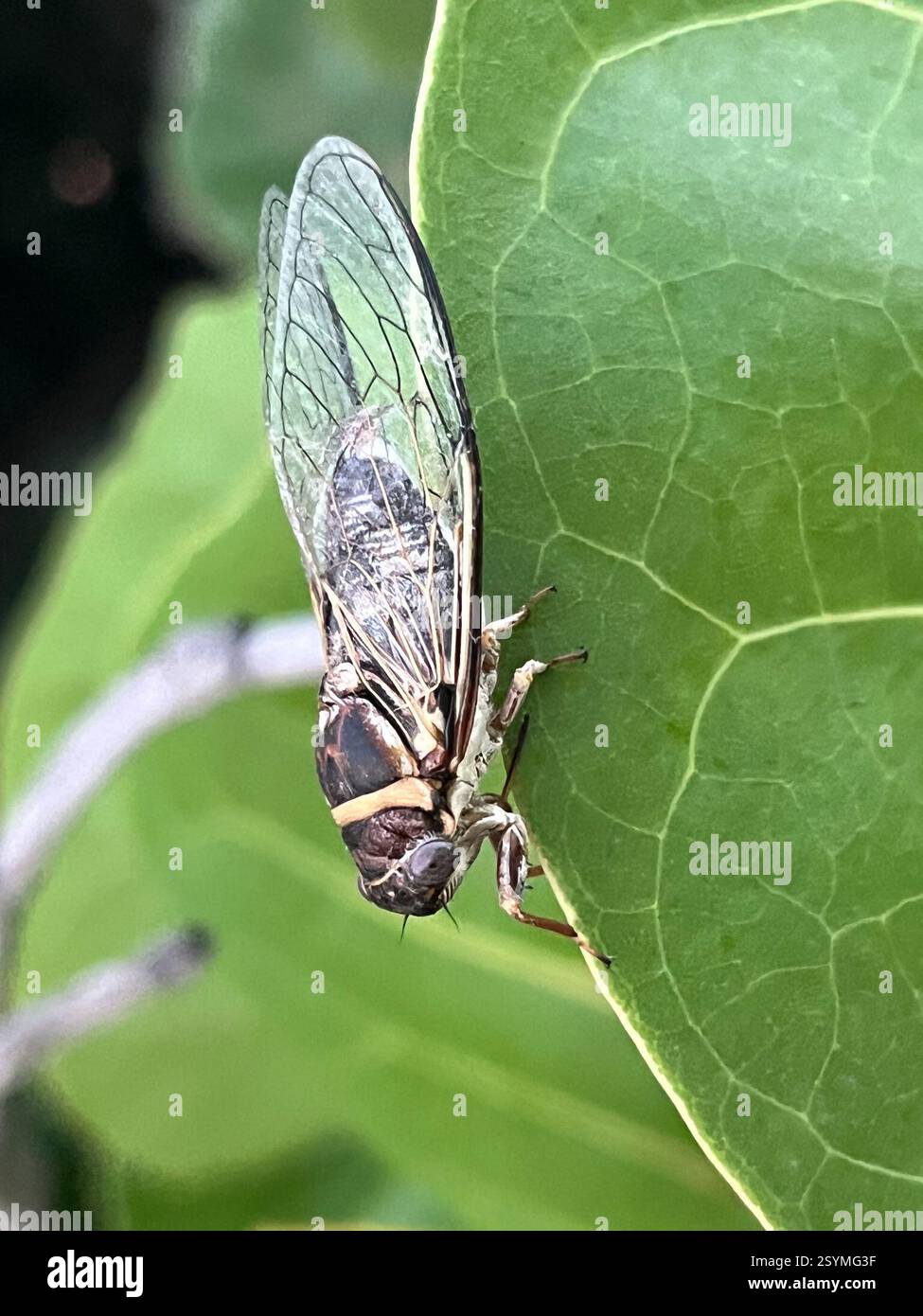 Atlantic Saltmarsh Cicada (Diceroprocta viridifascia), Insecta, Florida ...