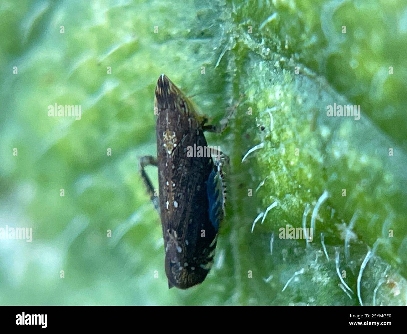 Typical Leafhoppers (Cicadellidae), Insecta, California, US, Raising ...