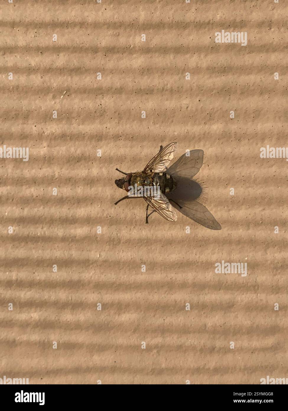 Cluster Flies (Pollenia), Insecta, Kroger Field, Lexington, KY, US ...