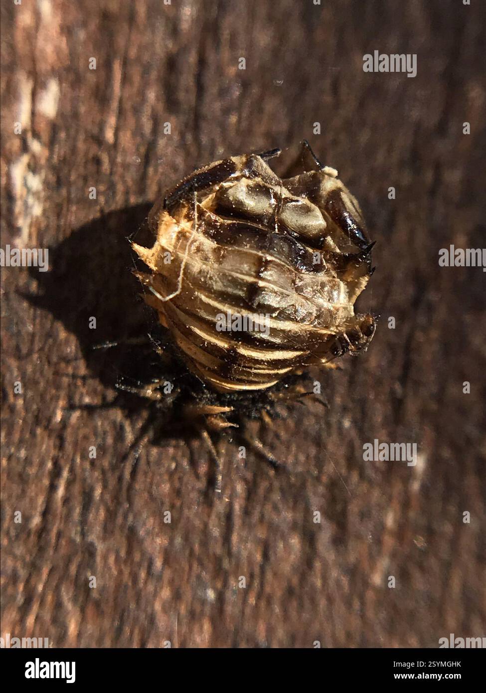 Cucujiform Beetles (Cucujiformia), Insecta, Santa Fe de la Vera Cruz ...