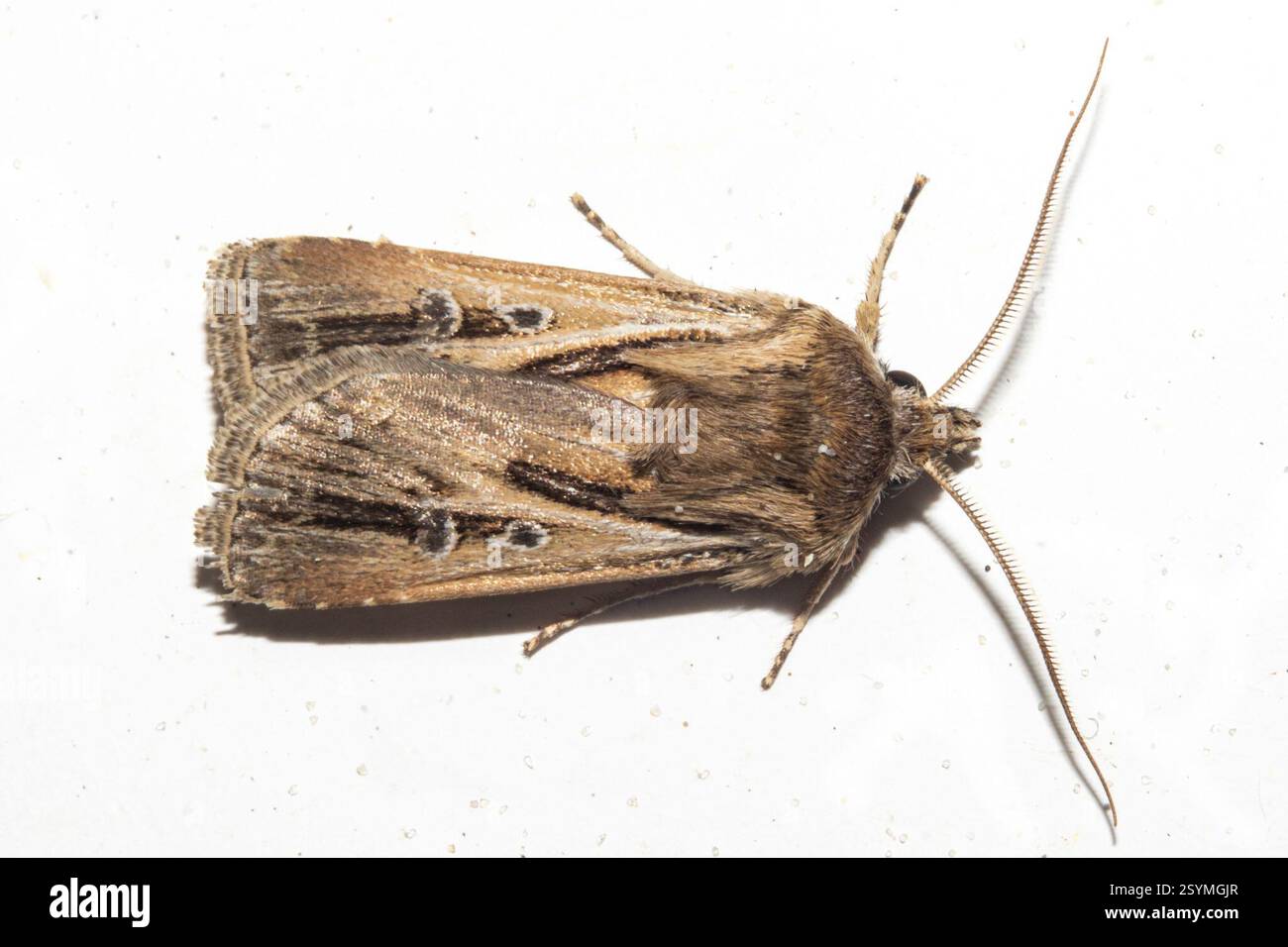 Spring Dune Cutworm (Agrotis innominata), Insecta, Warrington, New ...