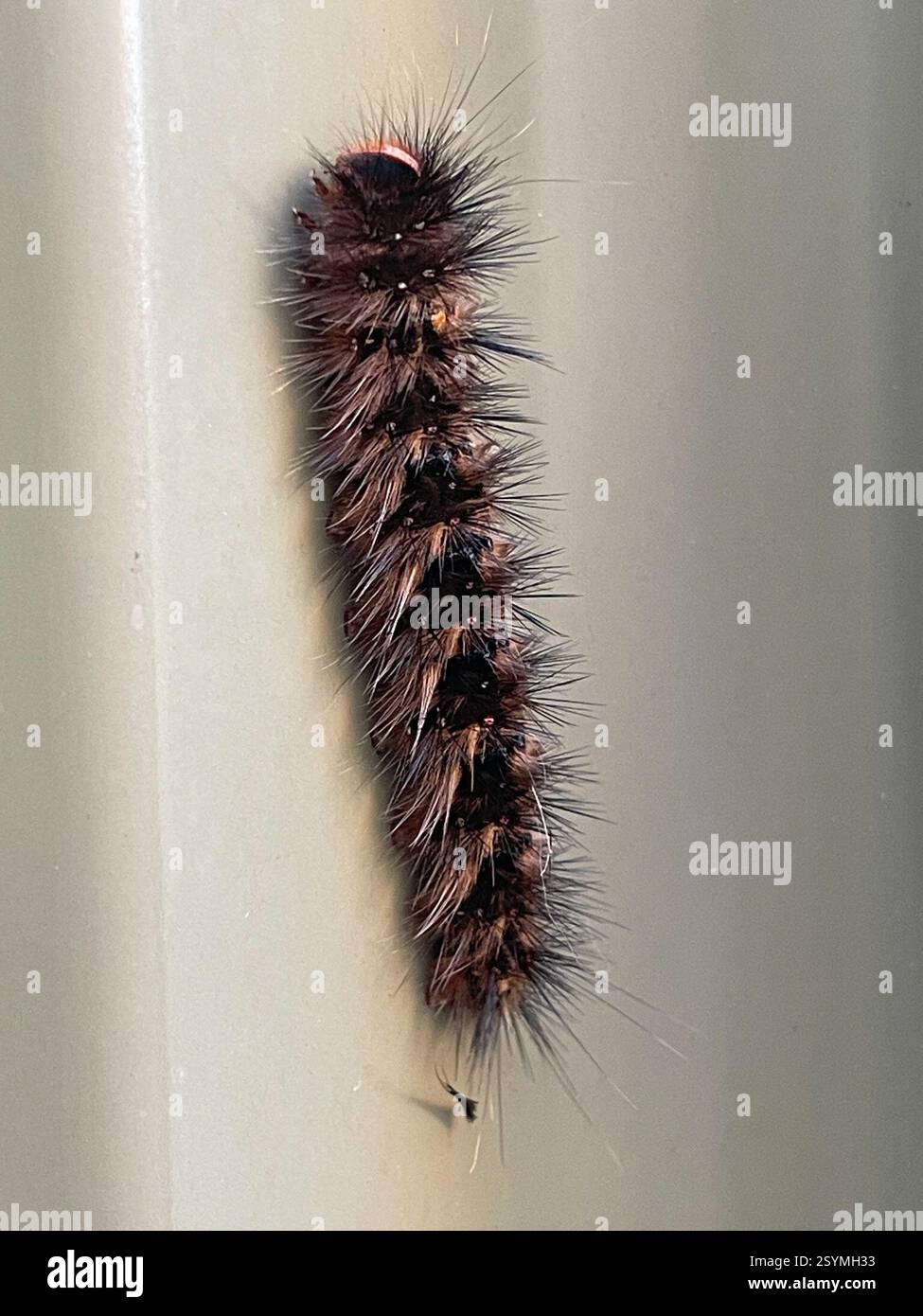 Athel tree hi-res stock photography and images - Alamy