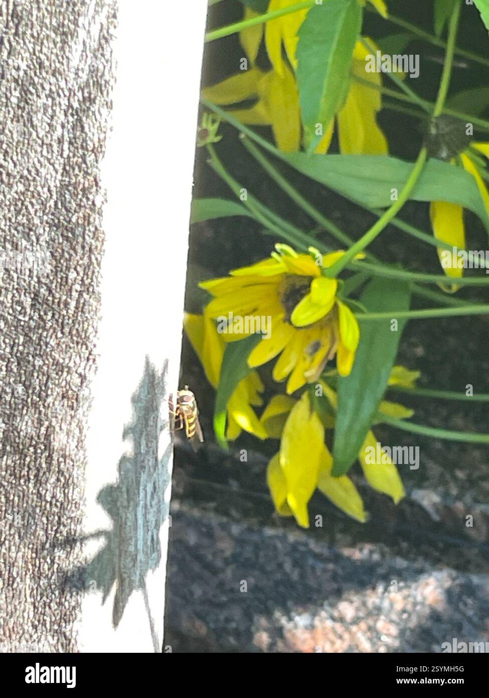 Long-tailed Aphideater Complex (Eupeodes americanus), Insecta ...