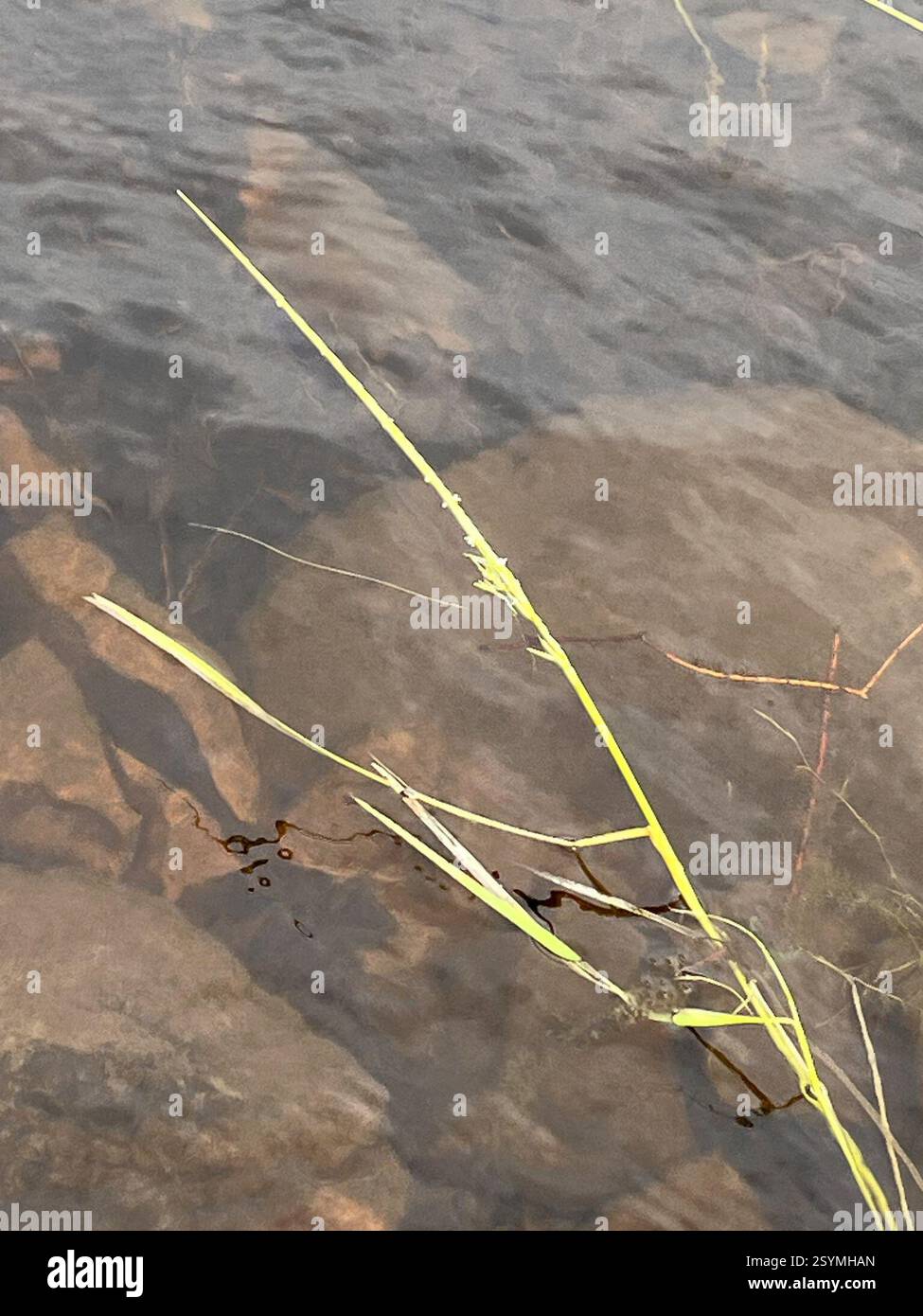 northern wild rice (Zizania palustris), Plantae, Timiskaming District ...