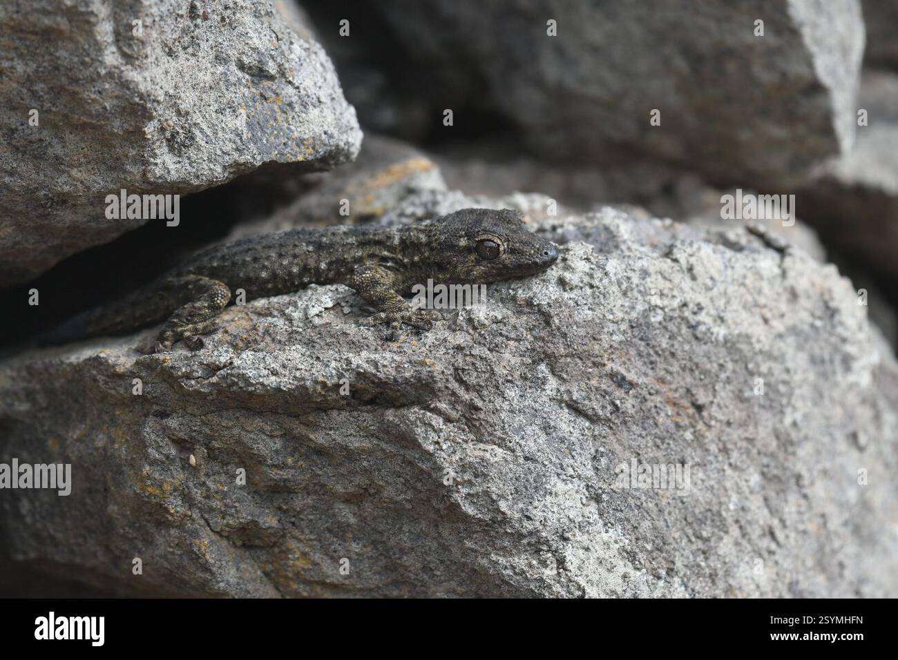 Tenerife Wall Gecko (Tarentola delalandii), Reptilia, Lomo de las ...