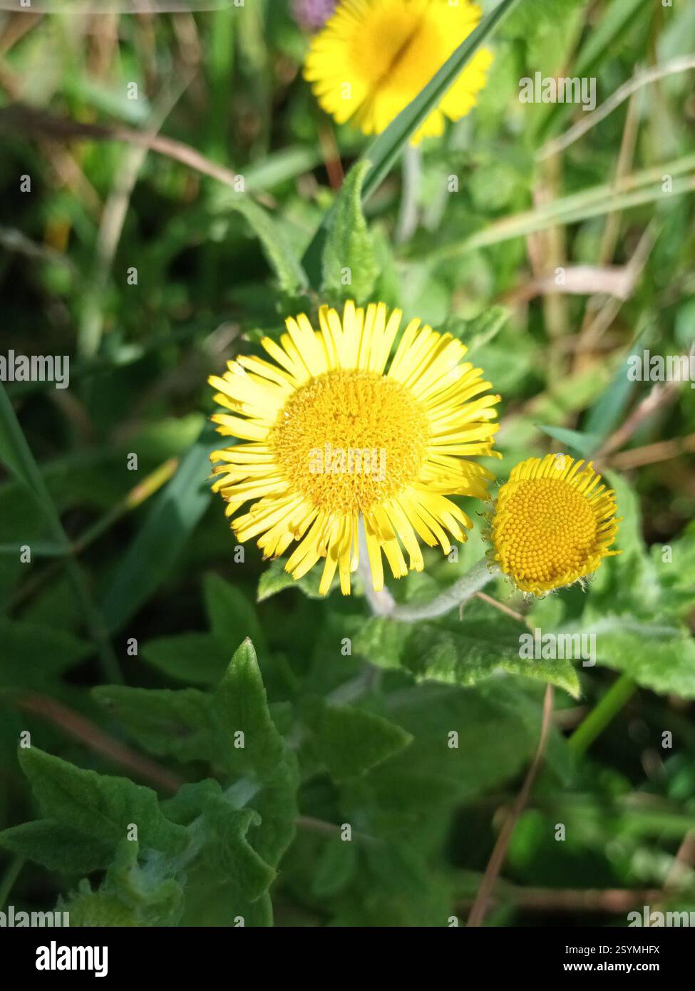 Common Fleabane (Pulicaria dysenterica), Plantae, Norfolk, UK Stock ...
