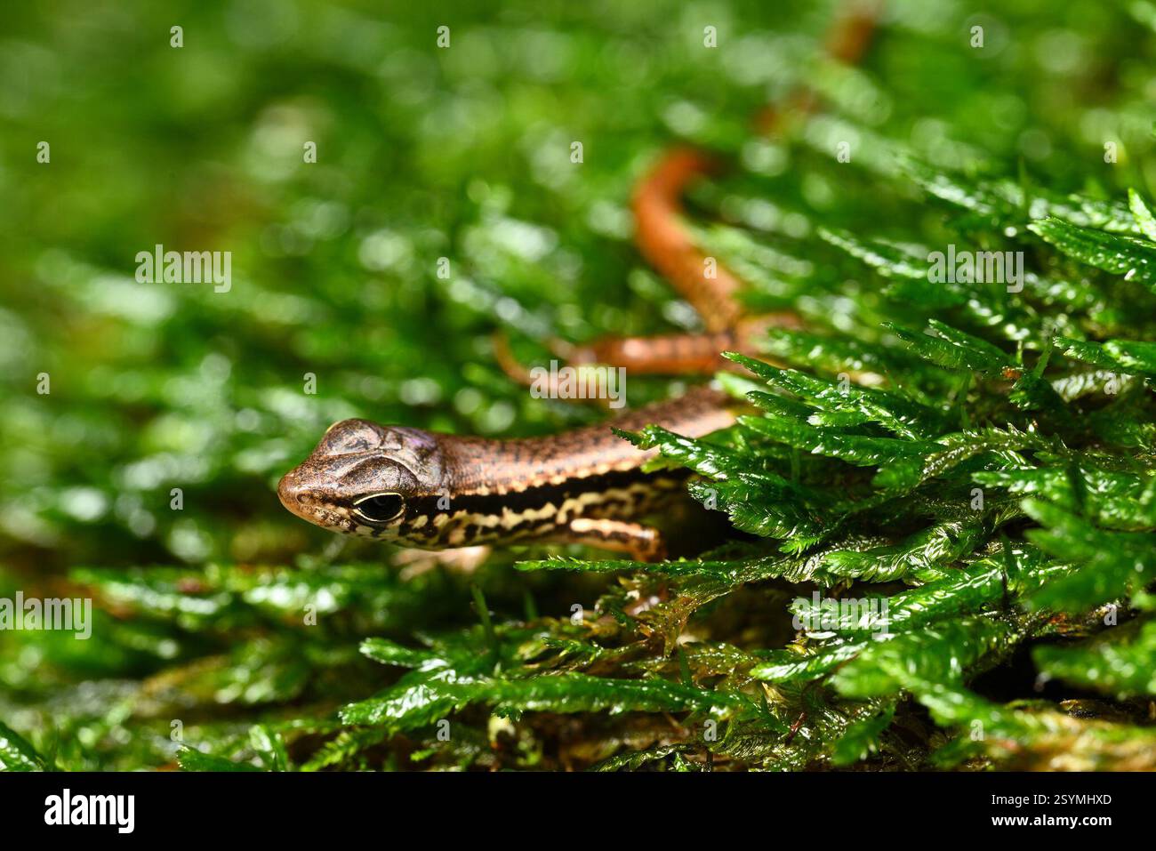 Indian Forest Skink (Sphenomorphus indicus), Reptilia, 中国浙江省杭州市西湖区 ...