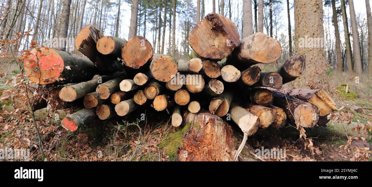 a fresh wood polter at the edge of the forest Stock Photo - Alamy