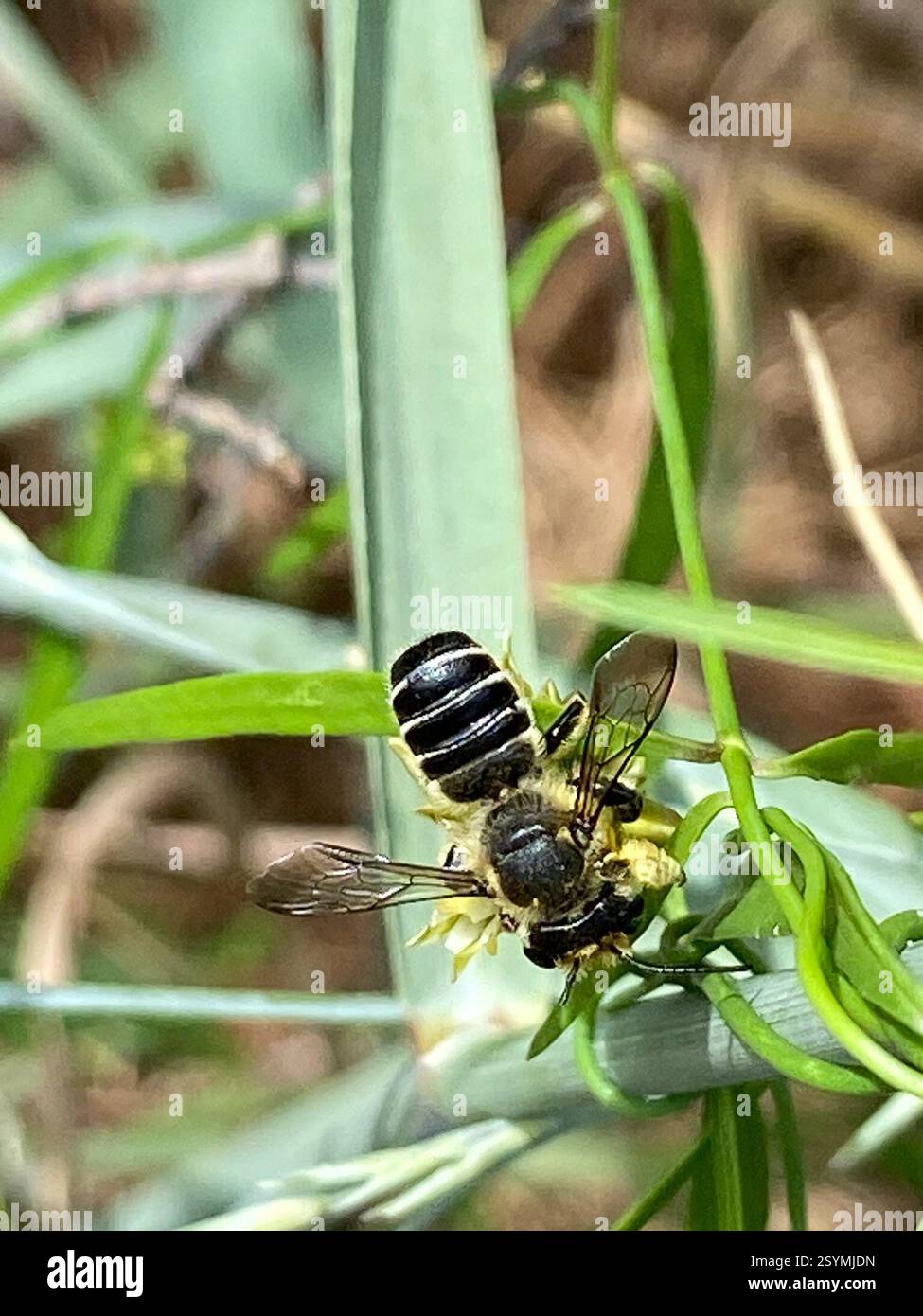 Flat-tailed Leafcutter Bee (Megachile mendica), Insecta, Bald Head ...