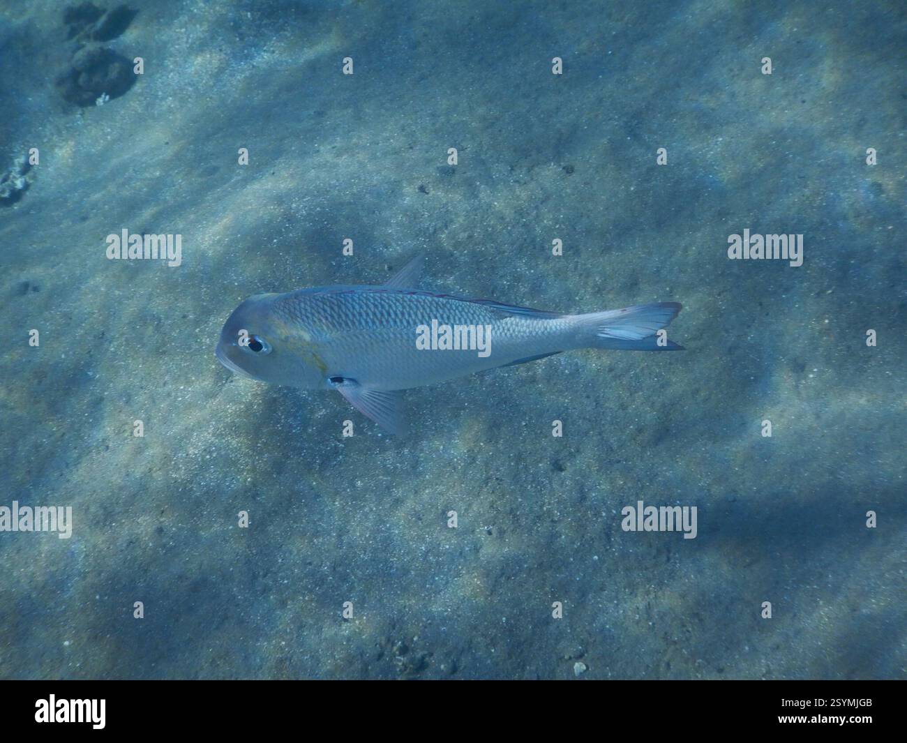 Humpnose Bigeye Bream (Monotaxis grandoculis), Actinopterygii, Marsa ...