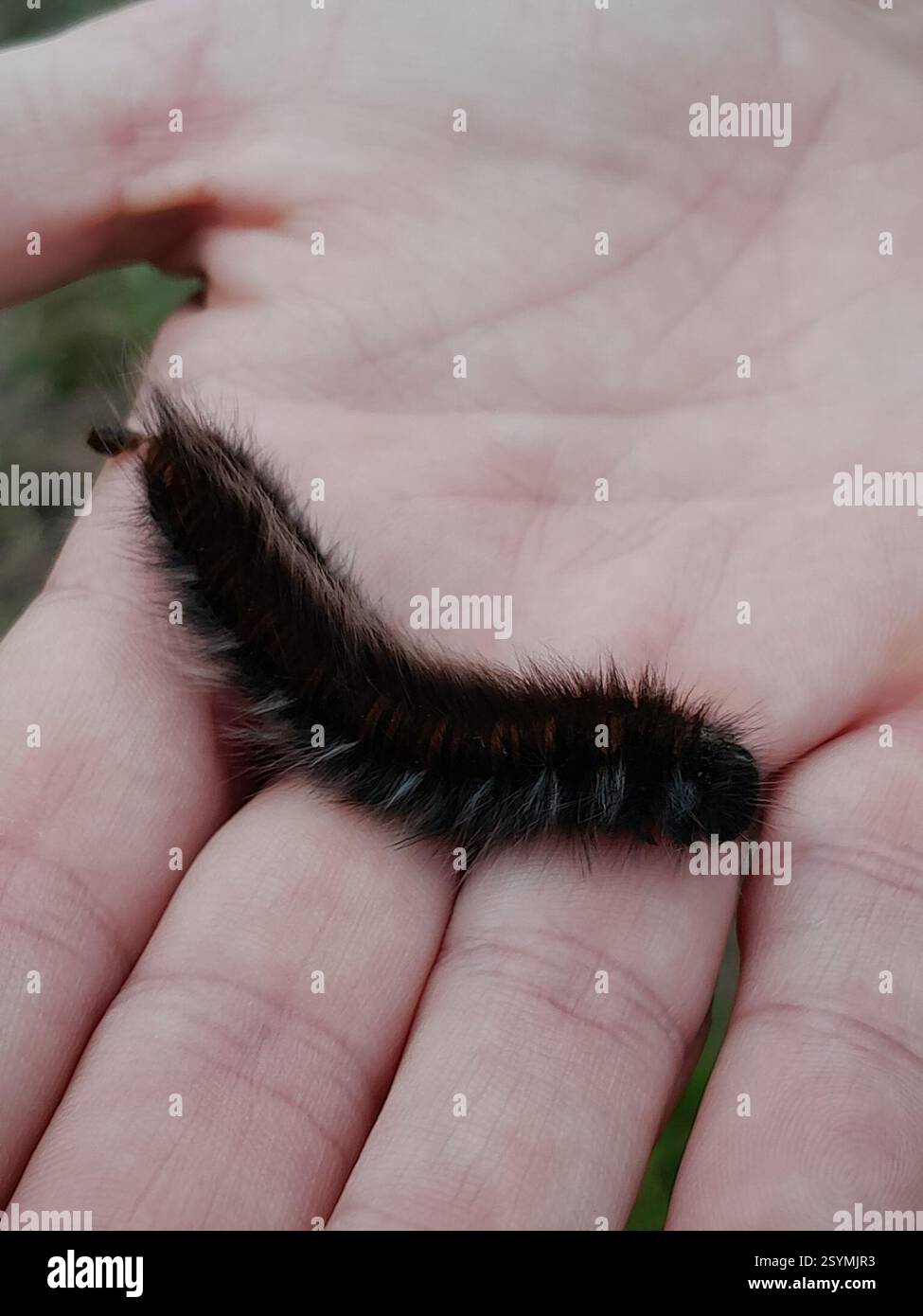 Fox Moth (Macrothylacia rubi), Insecta, Nagymaros, 2626 Magyarország ...