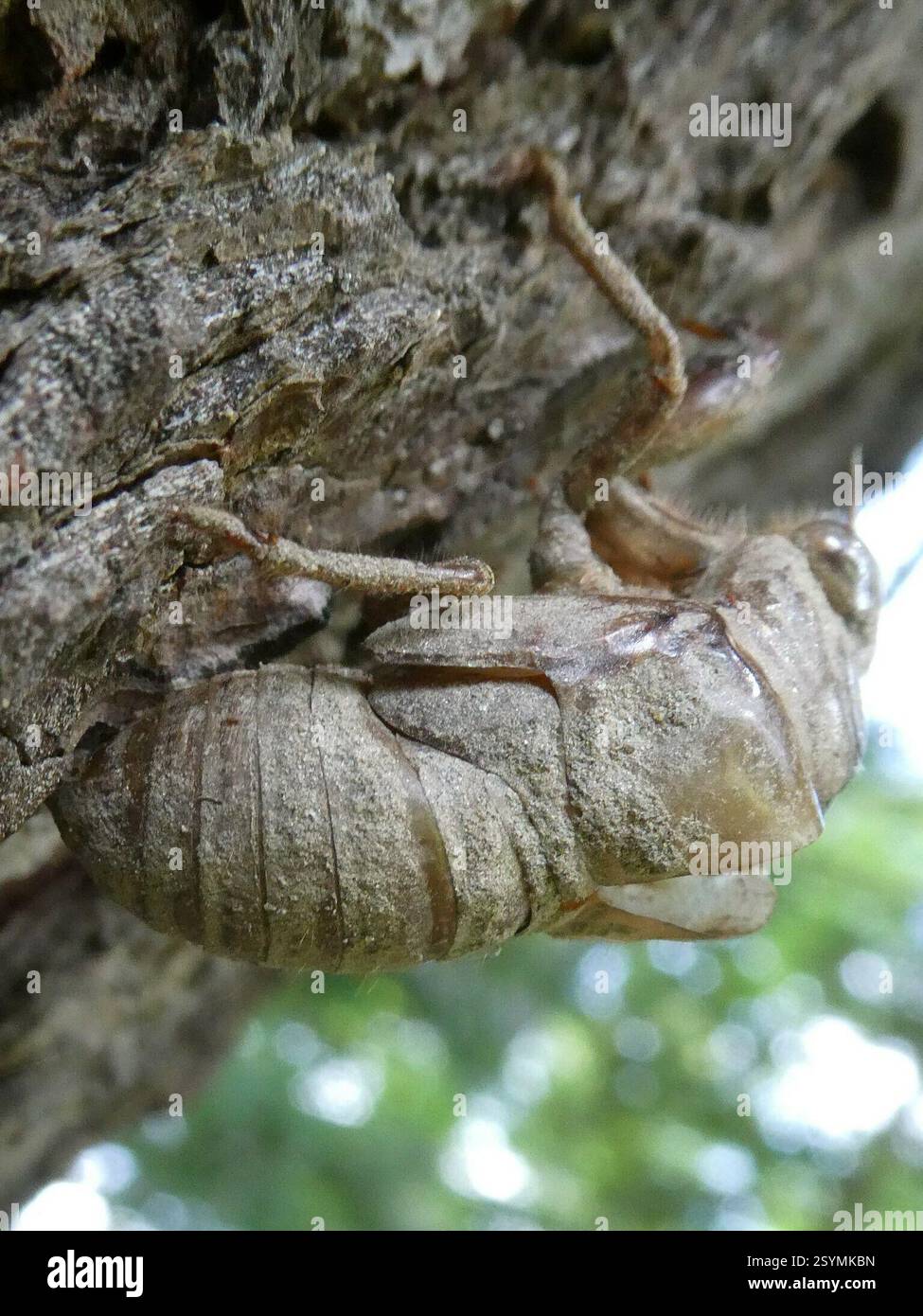 Typical Cicadas (Cicadidae), Insecta, Warren, VT 05674, USA, On the ...