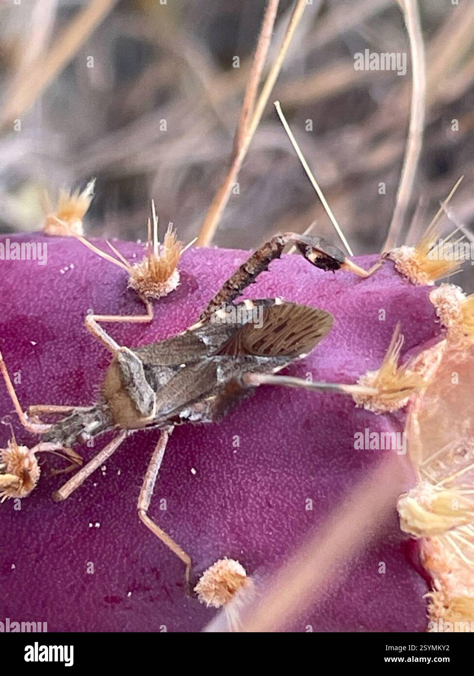 (Narnia femorata), Insecta, Marian Bear Memorial Park, San Diego, CA ...