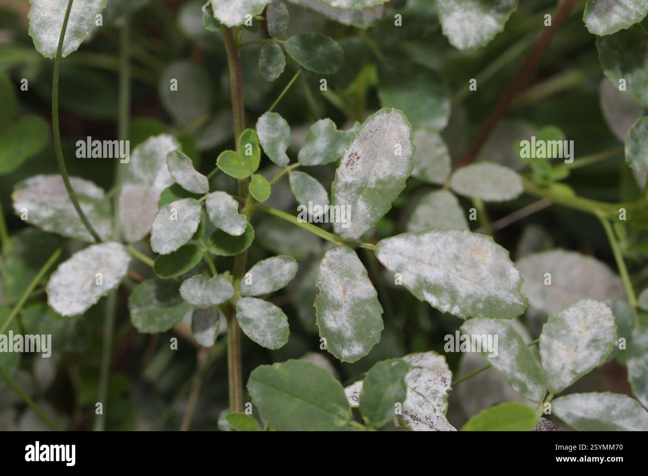 legume powdery mildew group (Erysiphe pisi), Fungi, Crosby Coastal Park ...