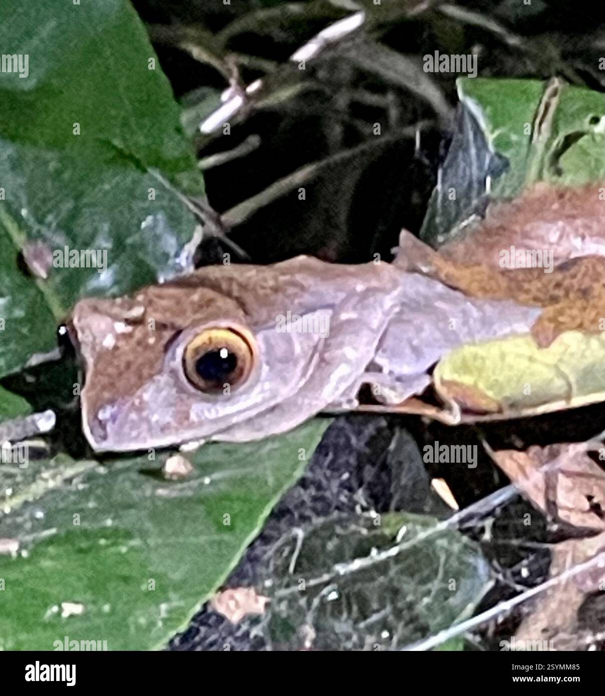 Madagascar Bright-eyed Frog (Boophis madagascariensis), Amphibia, Madagascar, Toamasina, MG ...