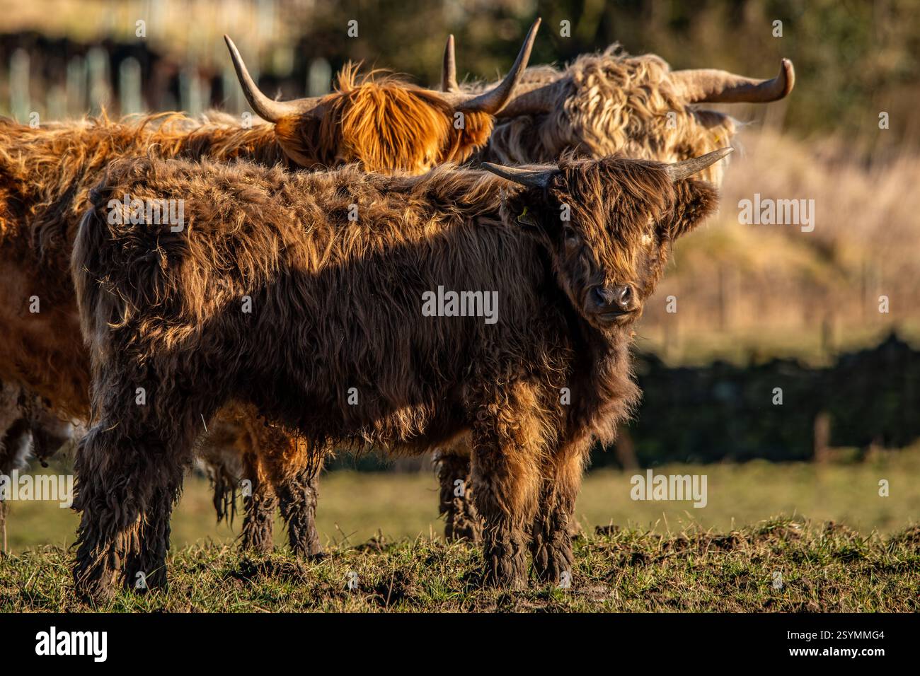 Highland cows in Rural setting Stock Photo - Alamy