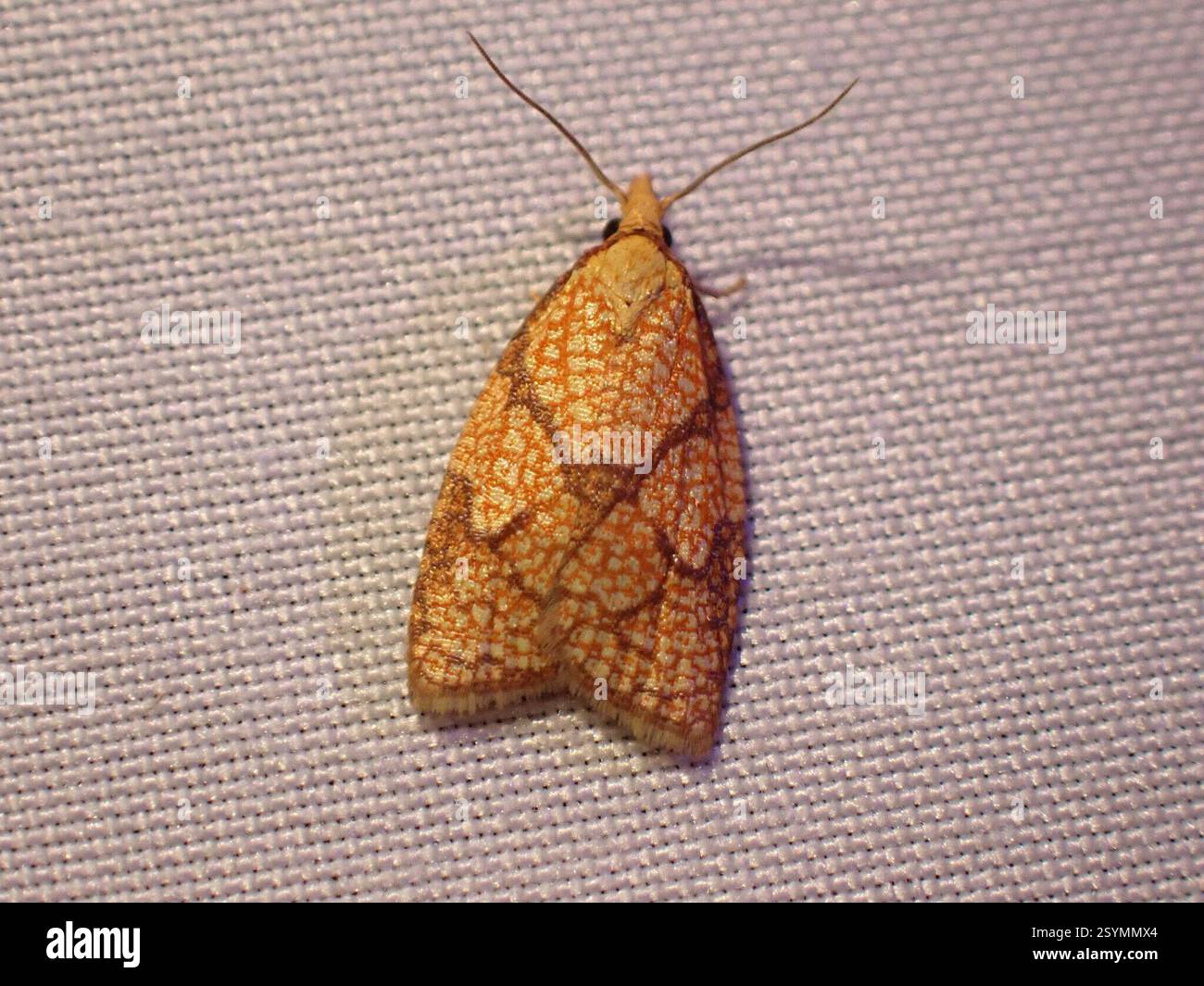 Reticulated fruitworm moth hi-res stock photography and images - Alamy