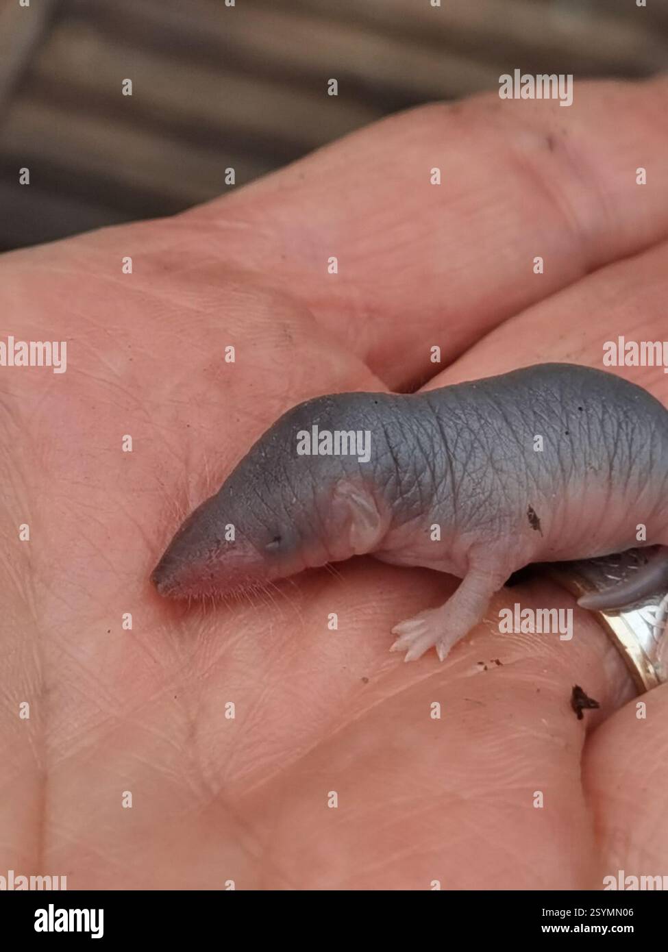 Musk Shrews (Crocidura), Mammalia, Niedersachsen, DE, young, still ...